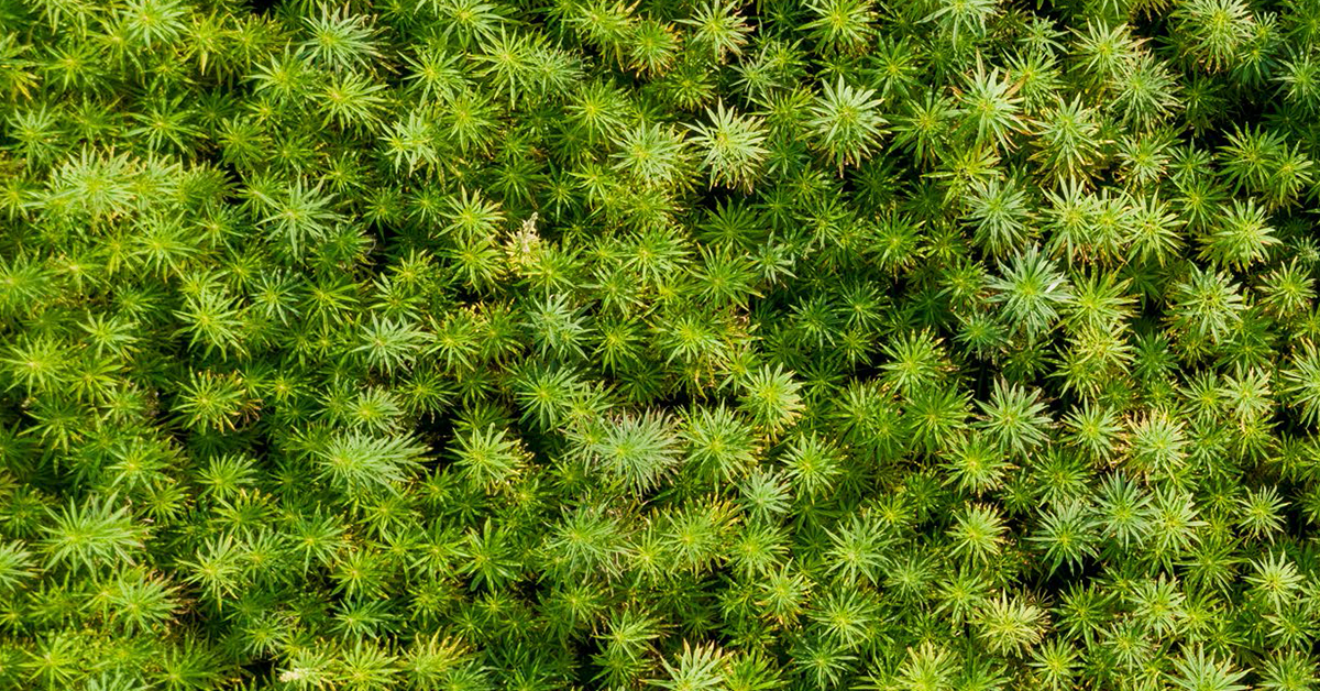 High Growth — North & South Magazine