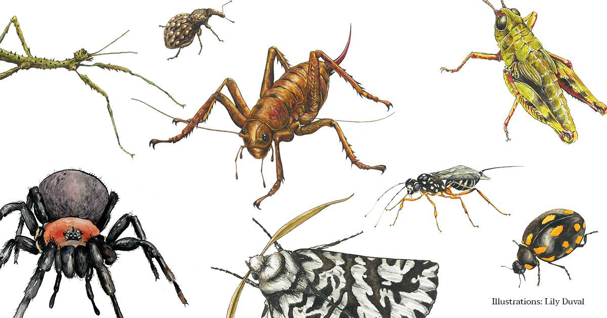 Bug of the Year — North & South Magazine