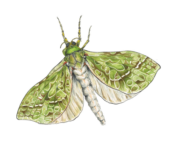 Bug of the Year — North & South Magazine