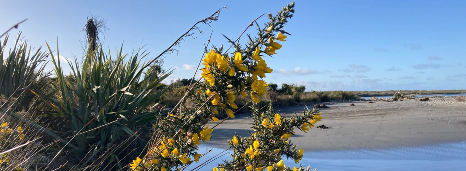 Gorse! What is it Good for? — North & South Magazine