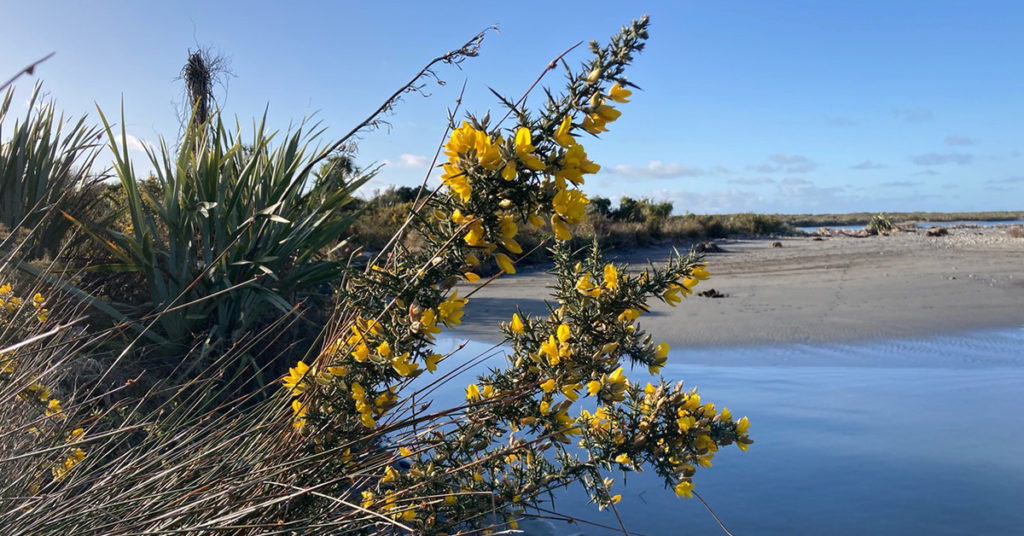 Gorse! What is it Good for? — North & South Magazine